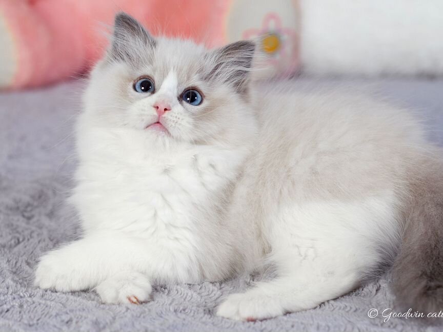 Девочка рэгдолл