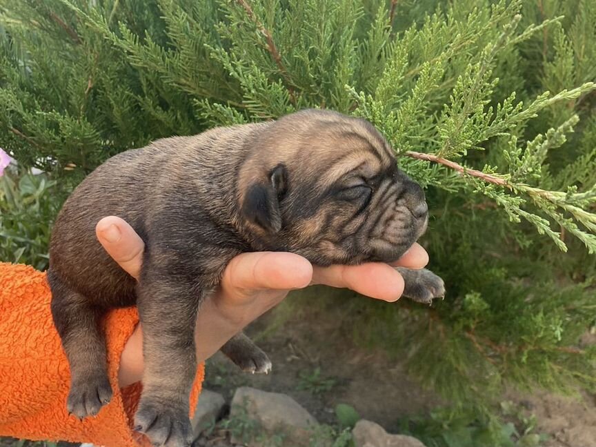 Щенки кане корсо