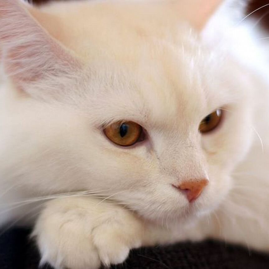 Кошка