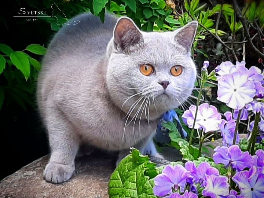 Британские котята лиловые