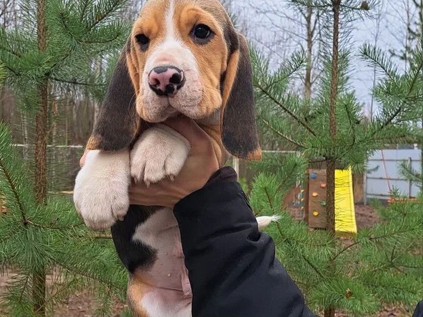 Собаки щенки бигль