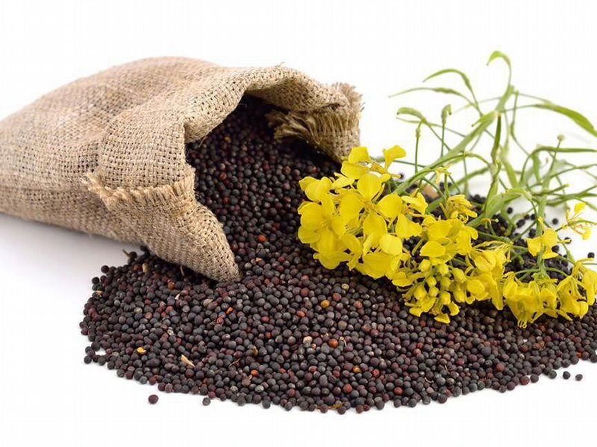 Продам рапс/урожай 2023