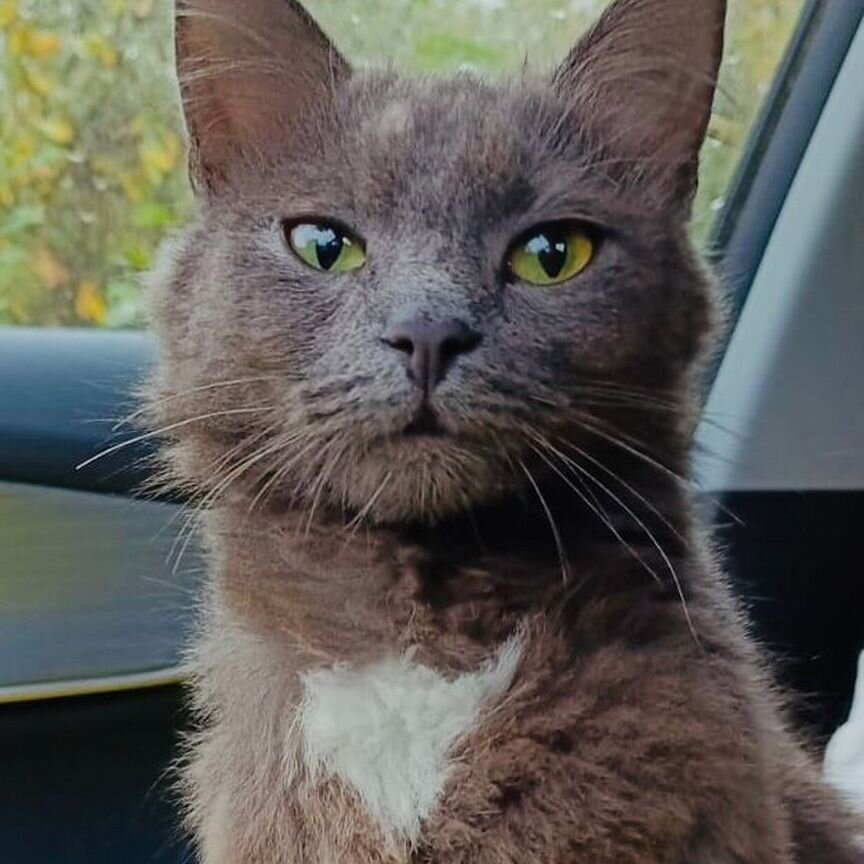 Кошка в добрые руки