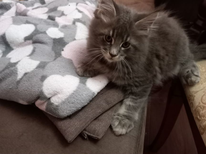 Котик мейнкун