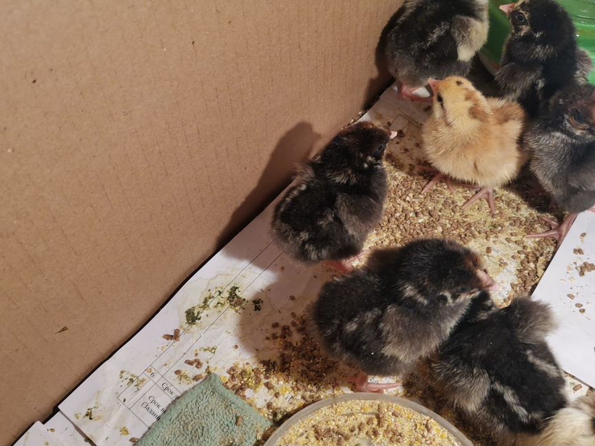 Инкубационное яйцо, цыплята