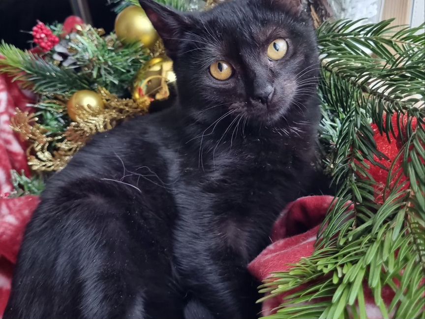 Черный котенок в хорошие руки