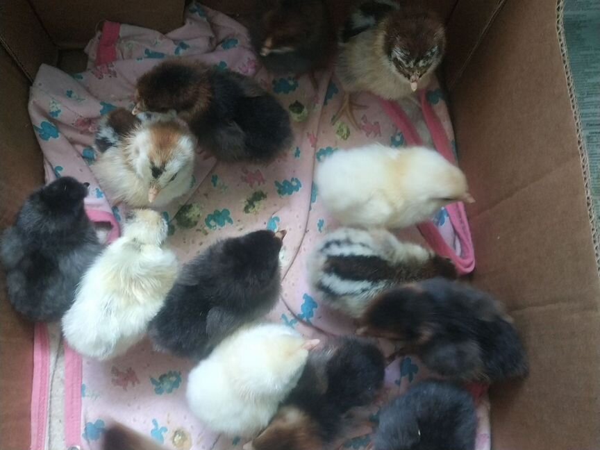 Цыплята суточные домашние