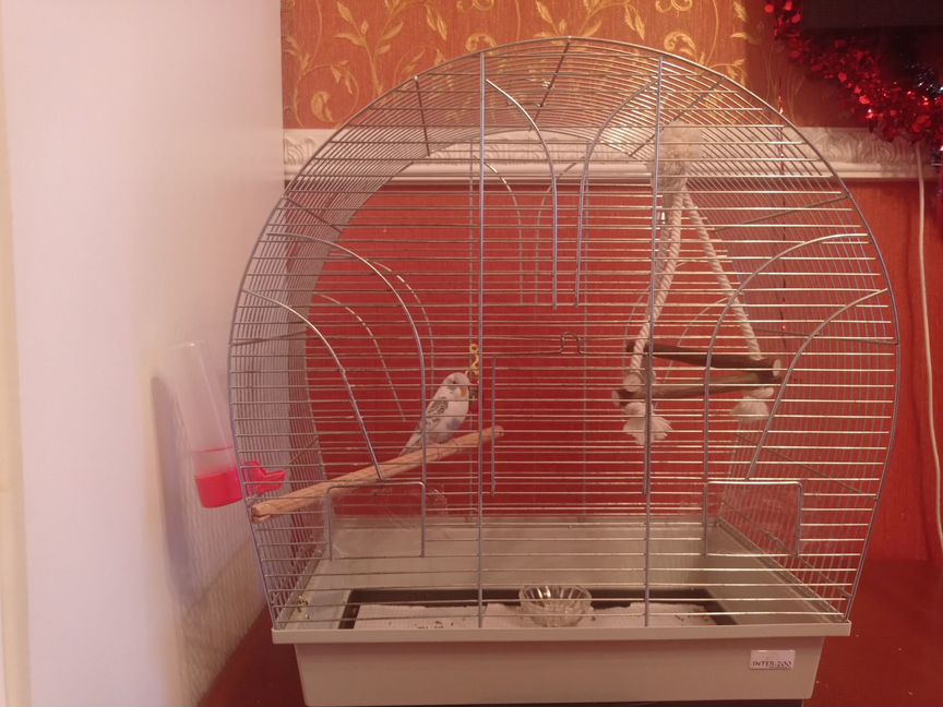 Волнистый попугай самец (птенец)