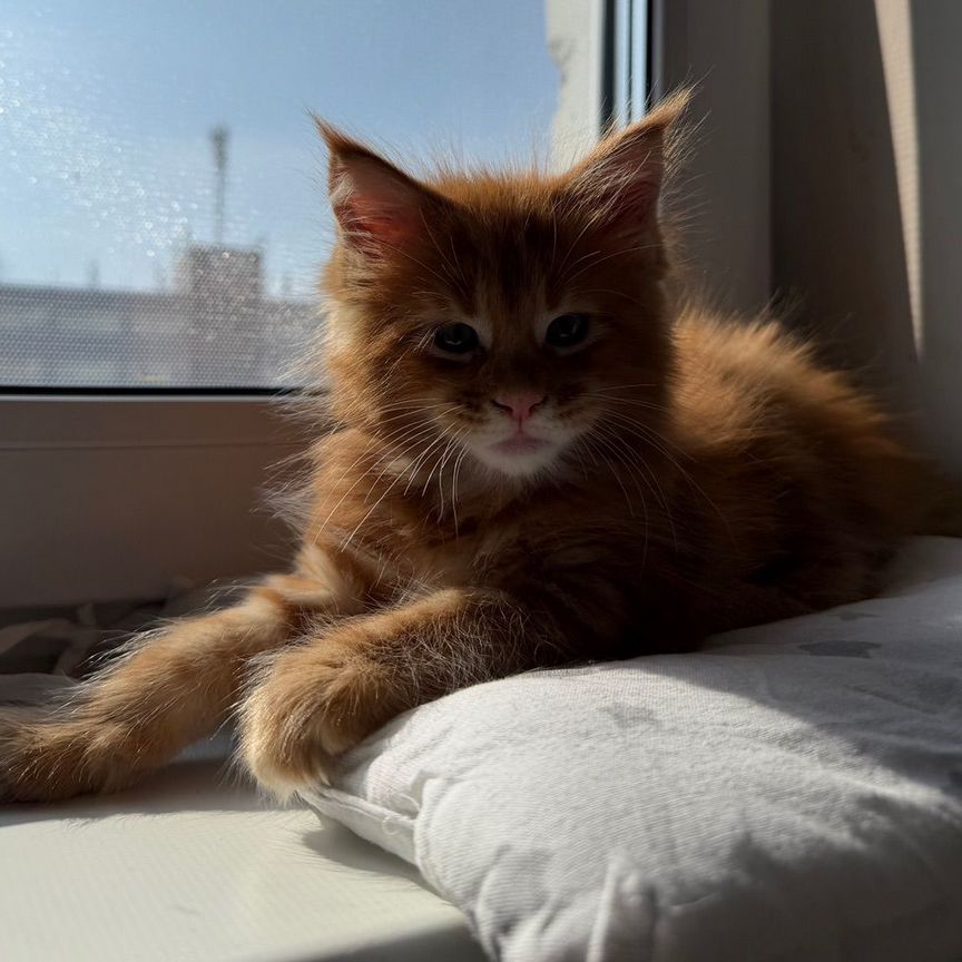 Мейн-кун котёнок