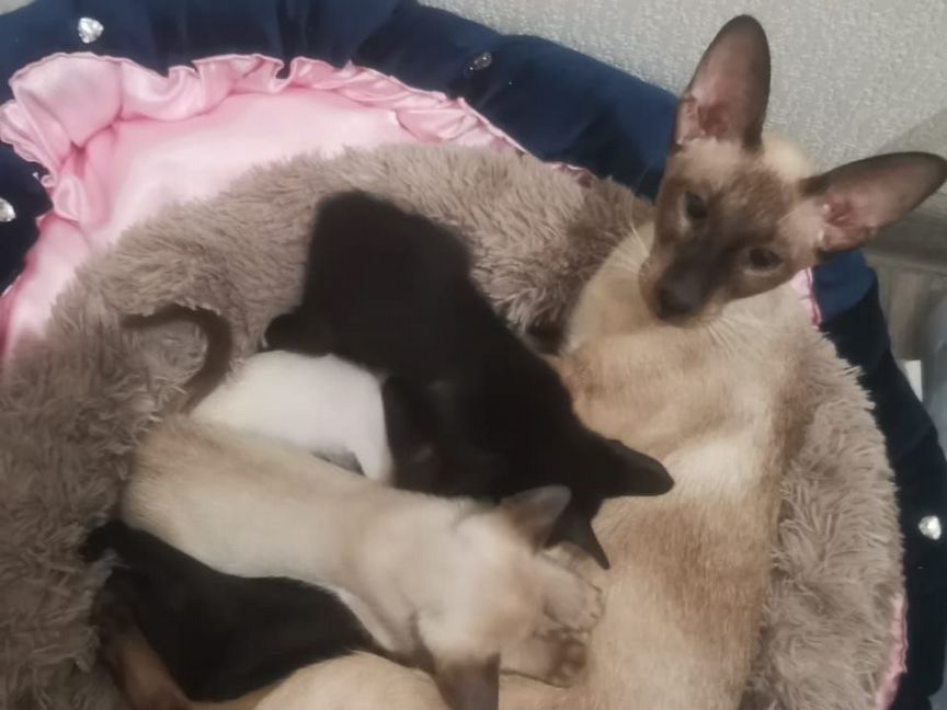Ориентальные котята