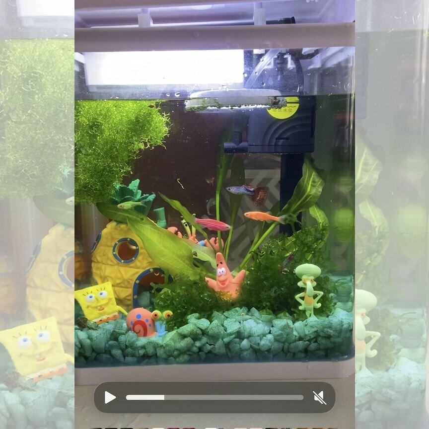 Рыбки данио