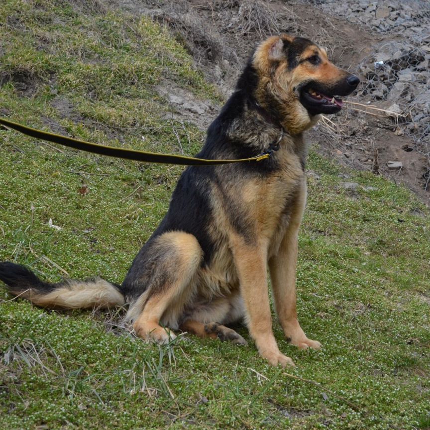 Собака крупная в дар