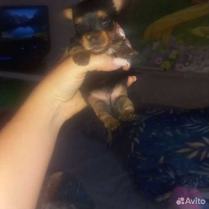 Микро йоршский терьер