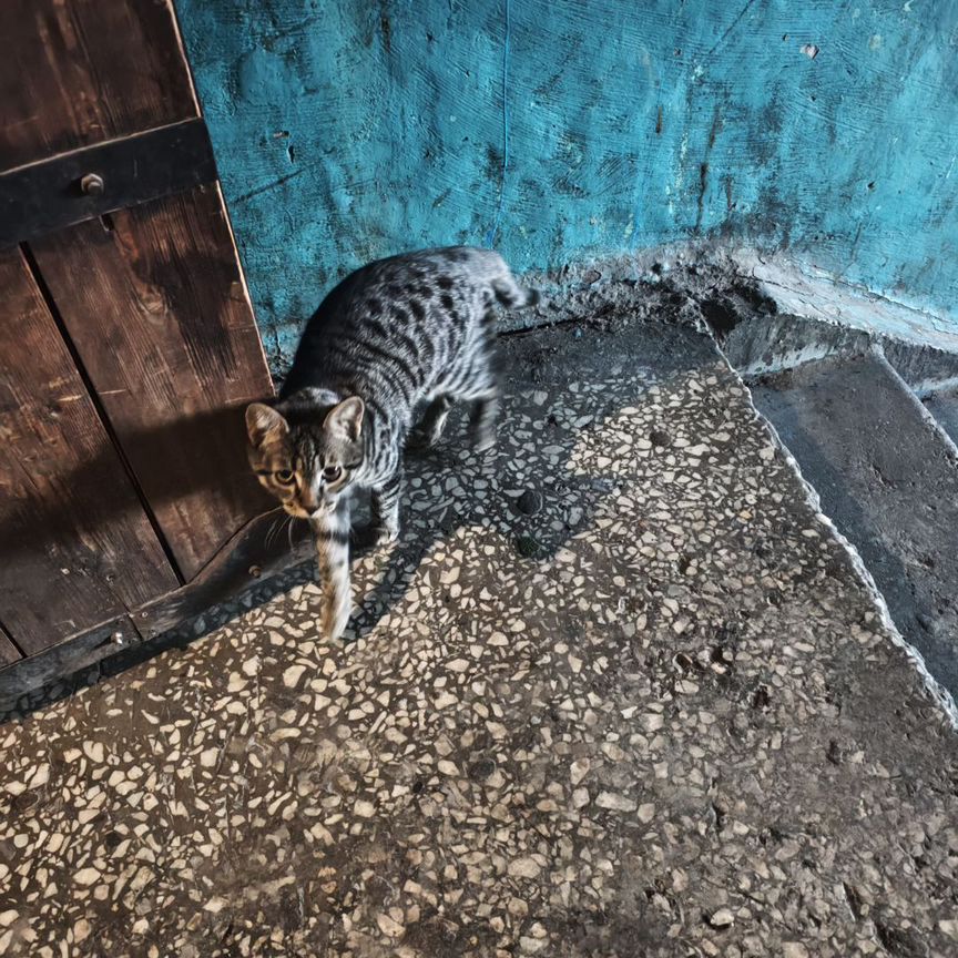 Котёнок в добрые руки