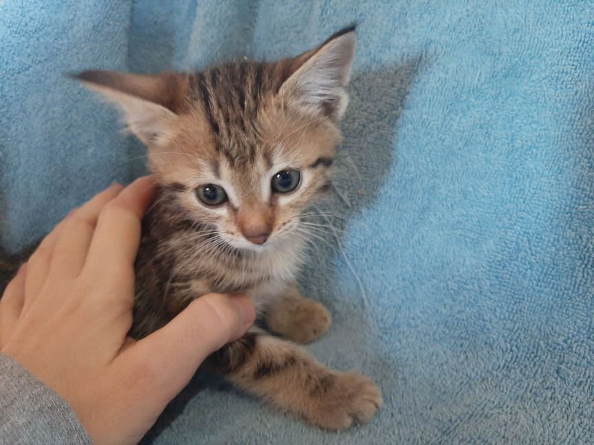 Котенок мальчик шотландец по папе