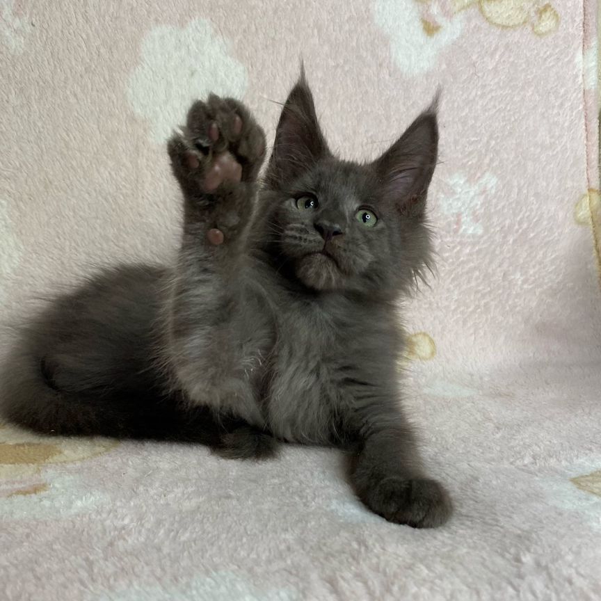 Красивые котята мейн кун