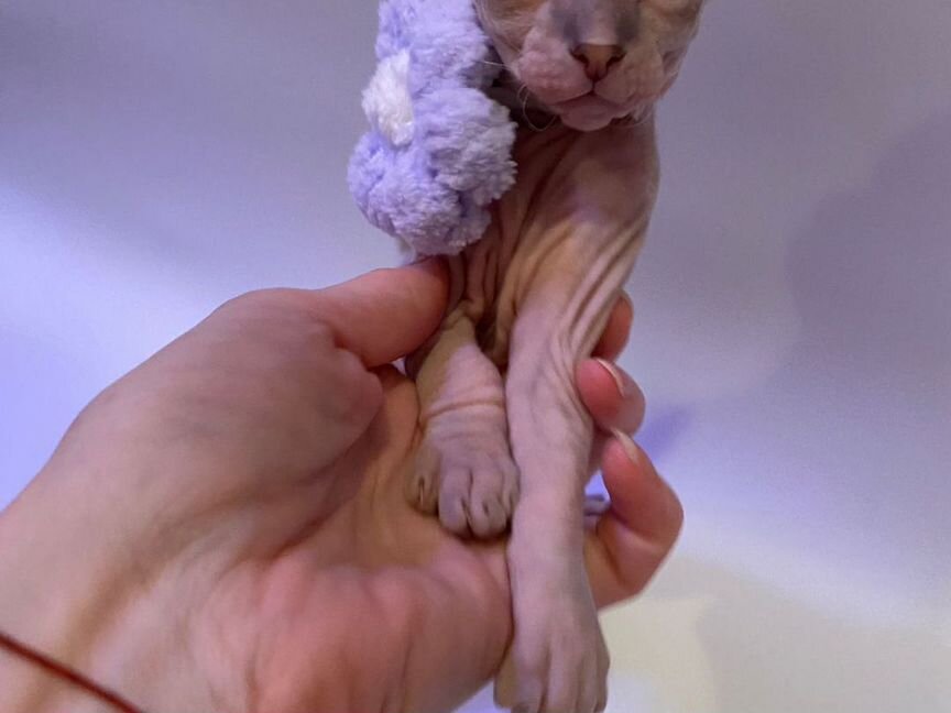 Котята сфинкс