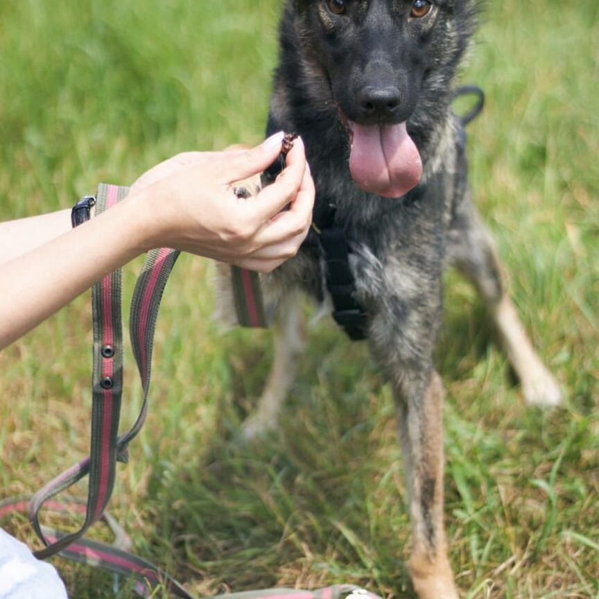 Собаке нужна помощь