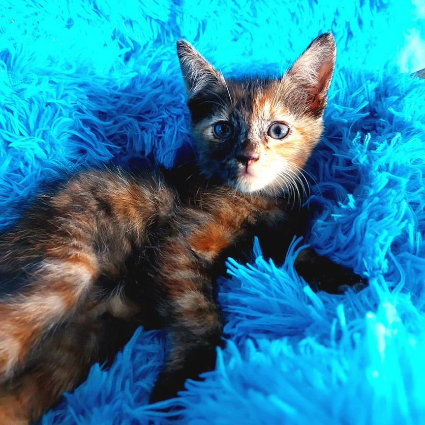 Кошки