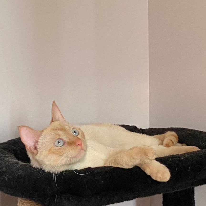 Тайский котик в добрые руки