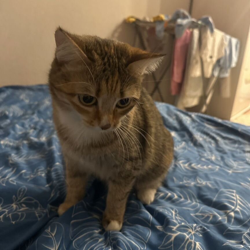 Кошка Мия