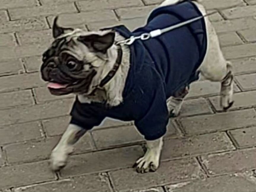 Мопс бесплатно