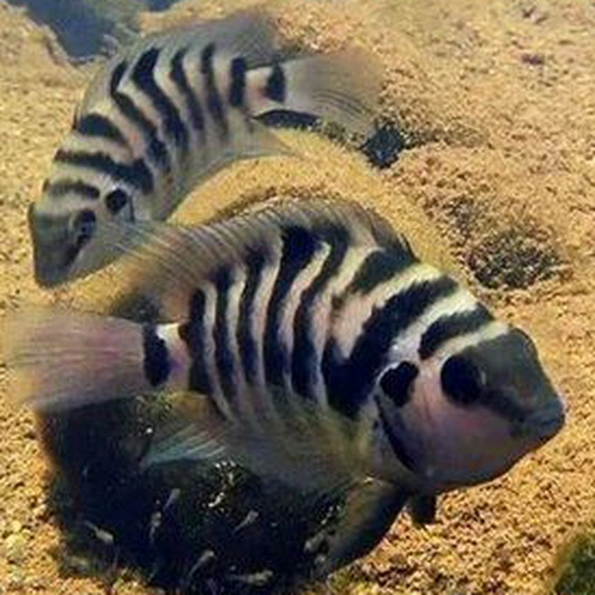 Аквариумные рыбки, цихлазосомы