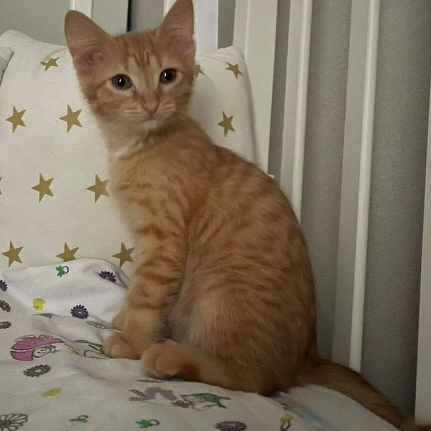Рыжий котенок