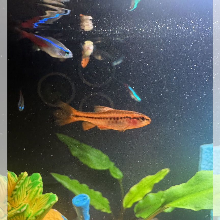 Барбус вишневый и неон