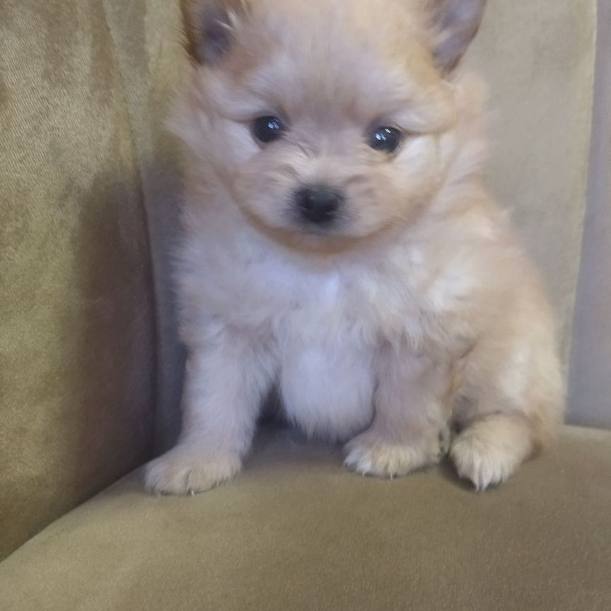 Щеночек шпица