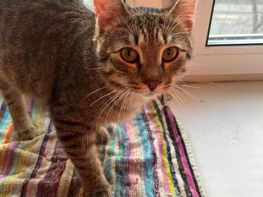 Котик Мишель ищет дом