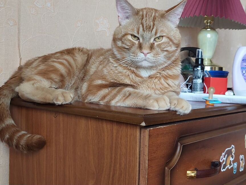 Кот