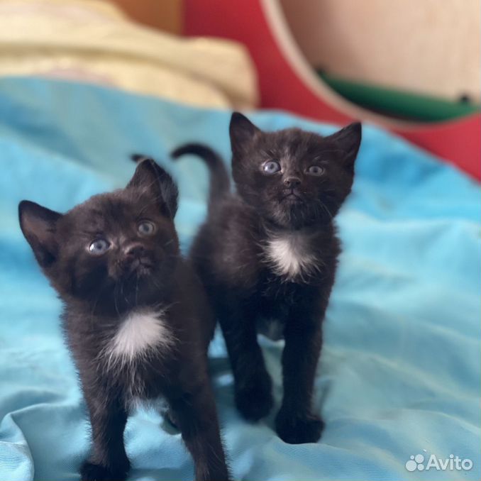 Котомалыши в очень добрые руки