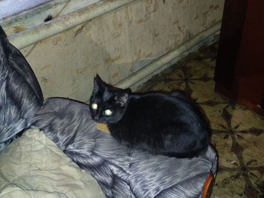 Кошка