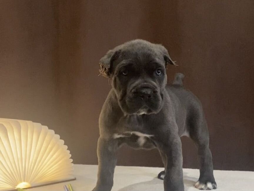 Кане Корсо девочка