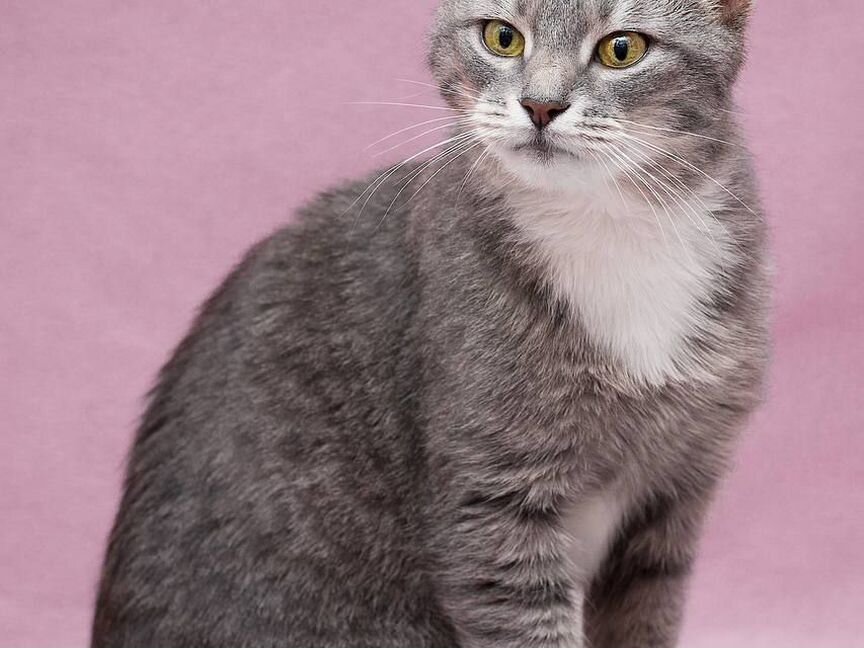 Жизнь, полная лишений — так было у Шубы