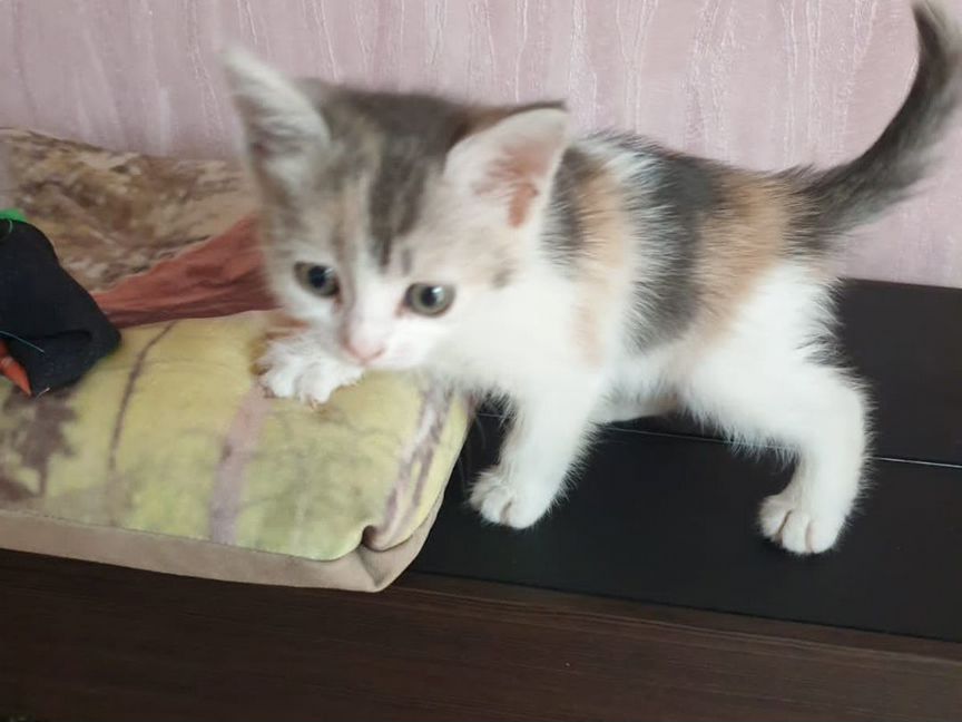 Котенок 1,5 месяца (девочка)