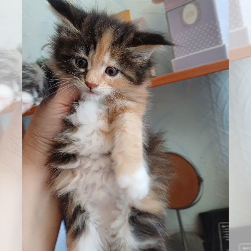 Обалденные котята самой крупной породы мейн-кун де