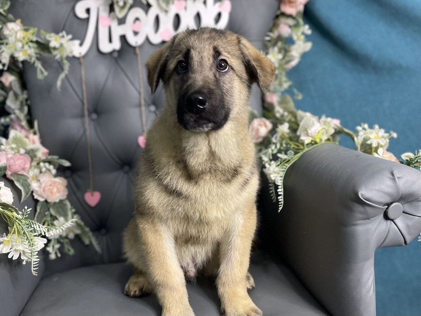 Щенок в добрые руки (бесплатно)