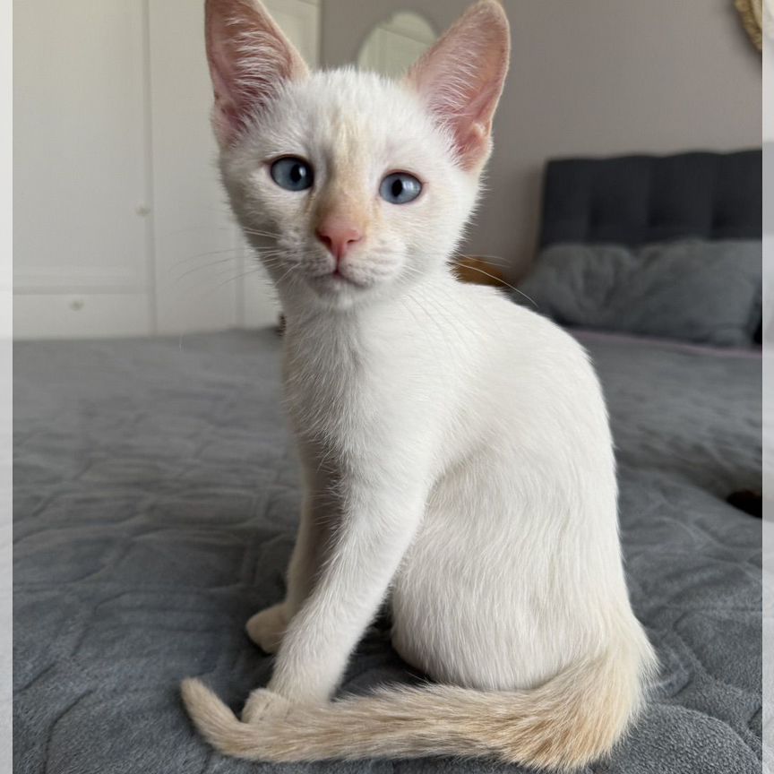 Тайский котёнок