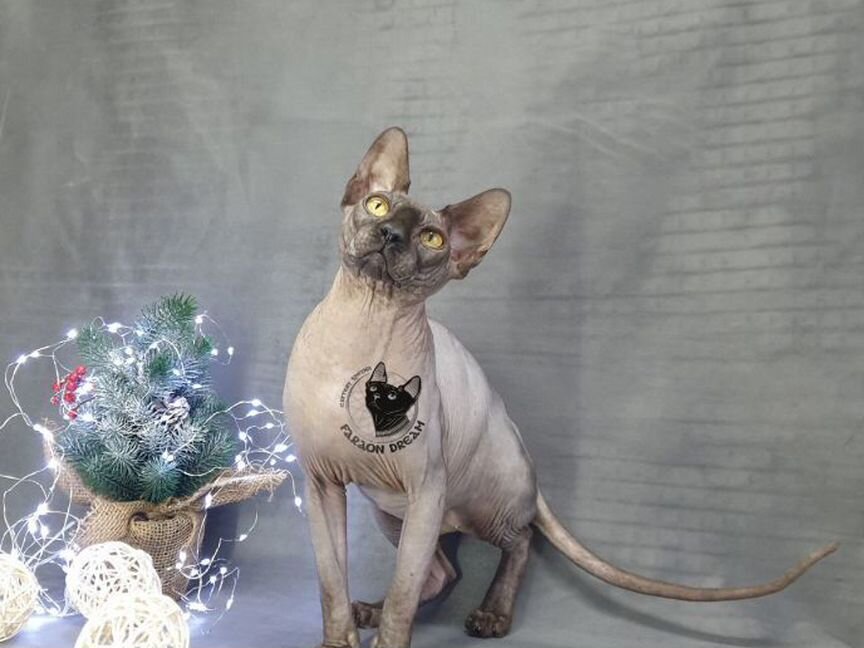 Котик 1,5 г с хорошего питомника