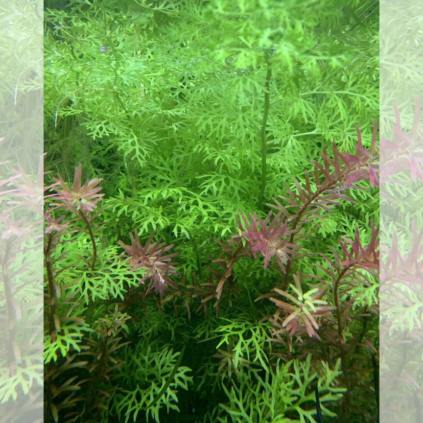 Аквариумное растение гиорофилп синема