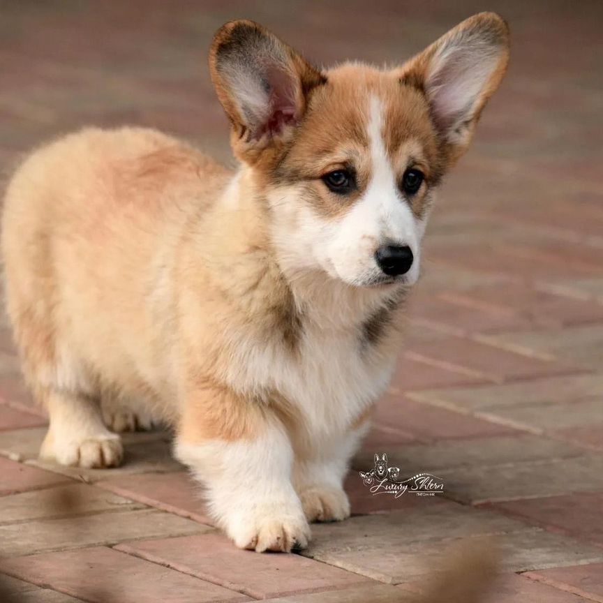 Прекрасный парнишка с хвостиком