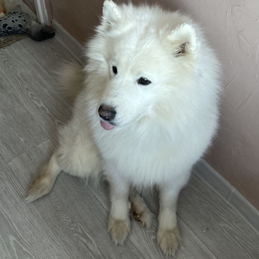 Самоедская собака, взрослый