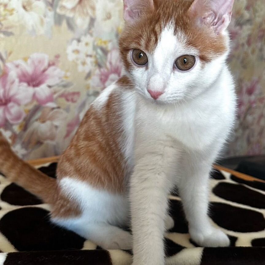Котенок мальчик 4 мес