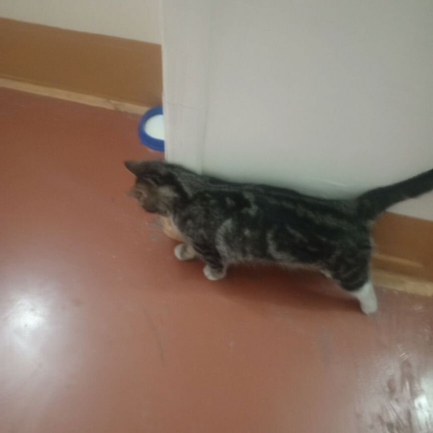 Котенок в добрые руки