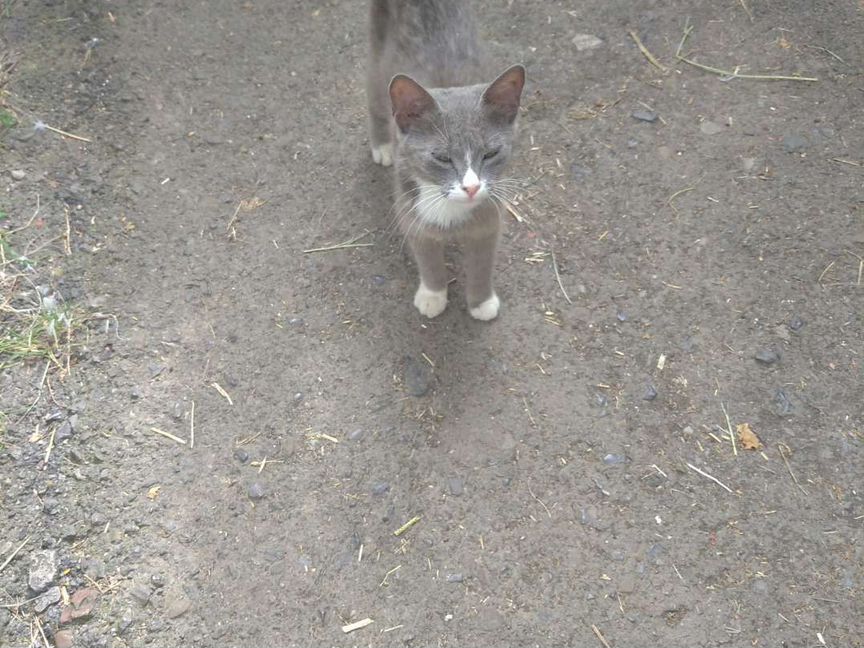 Котята в добрые руки бесплатно