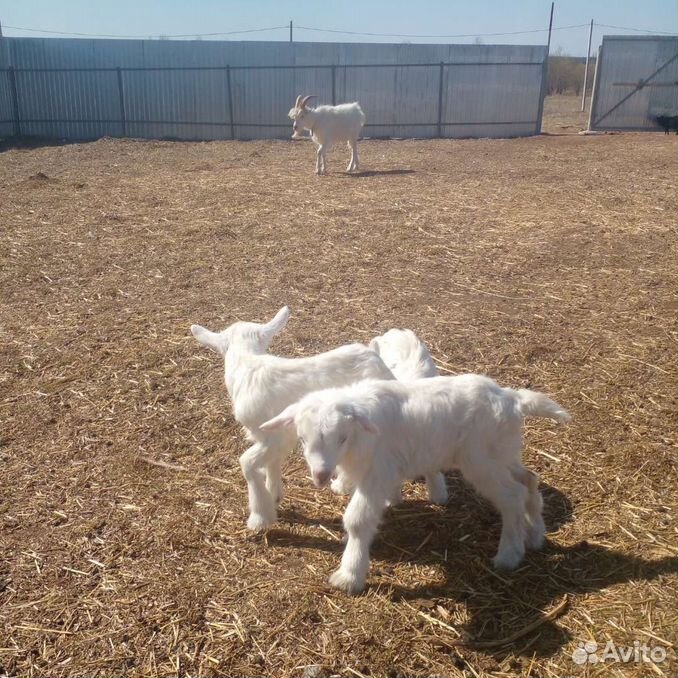 Отдам козлят от хорошей альпийской козы