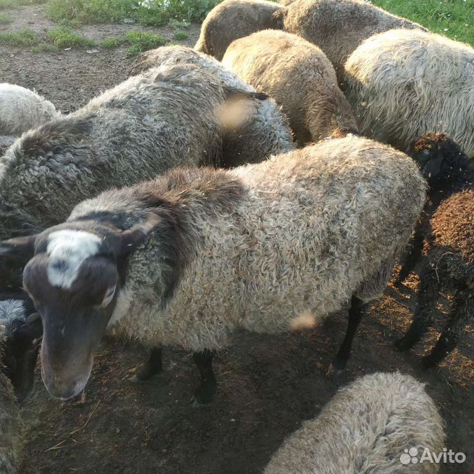 Овцы бараны