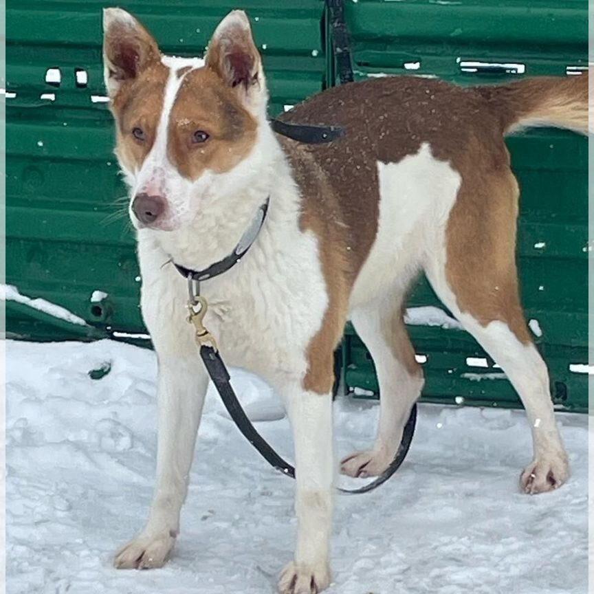 Шарик-собаке нужен дом для охраны